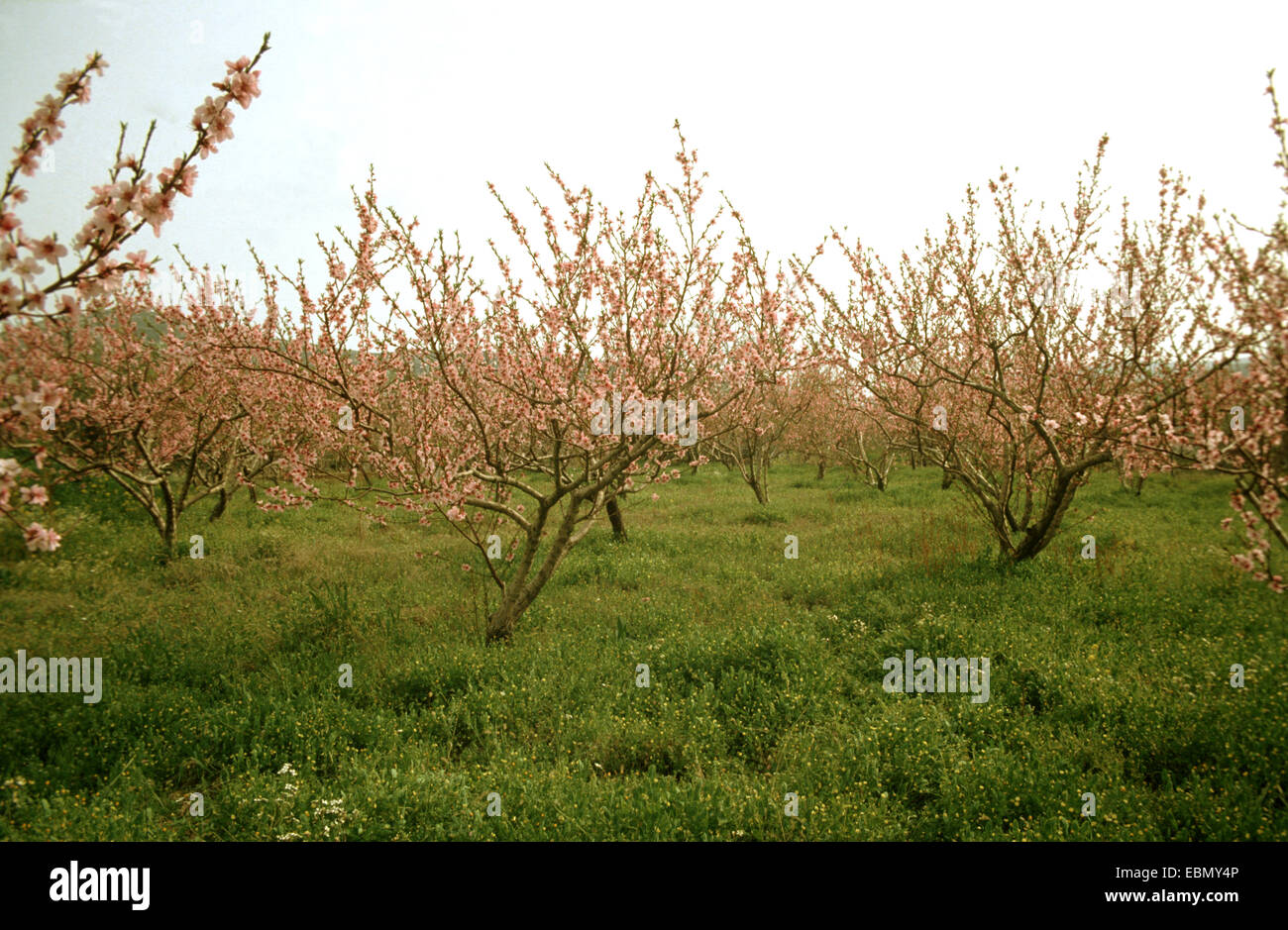 Plantage hi-res stock photography and images - Alamy