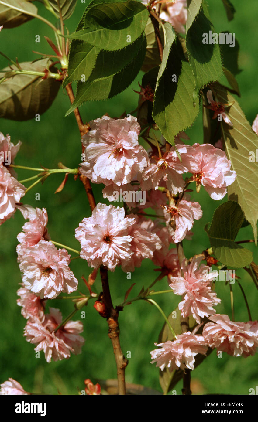 oriental cherry (Prunus 'Pink Perfection', Prunus Pink Perfection ...