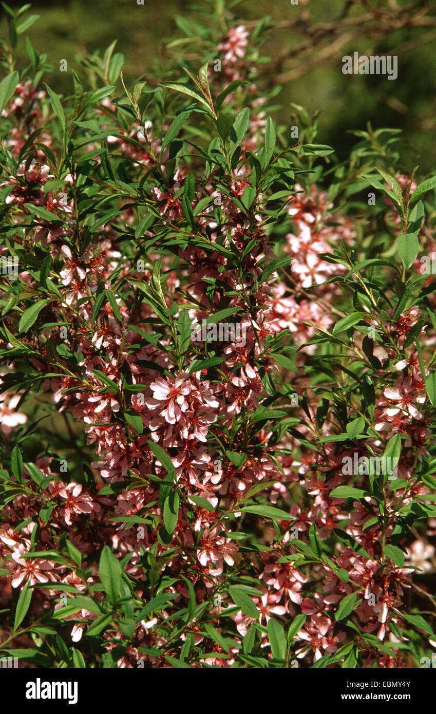 Dwarf Russian Almond, Russian Almond (Prunus tenella), blooming Stock ...
