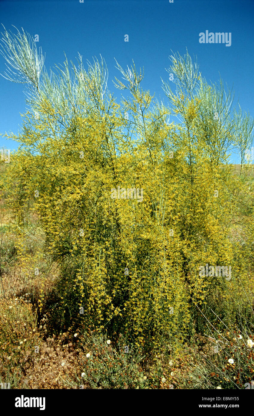 Retama hi-res stock photography and images - Alamy