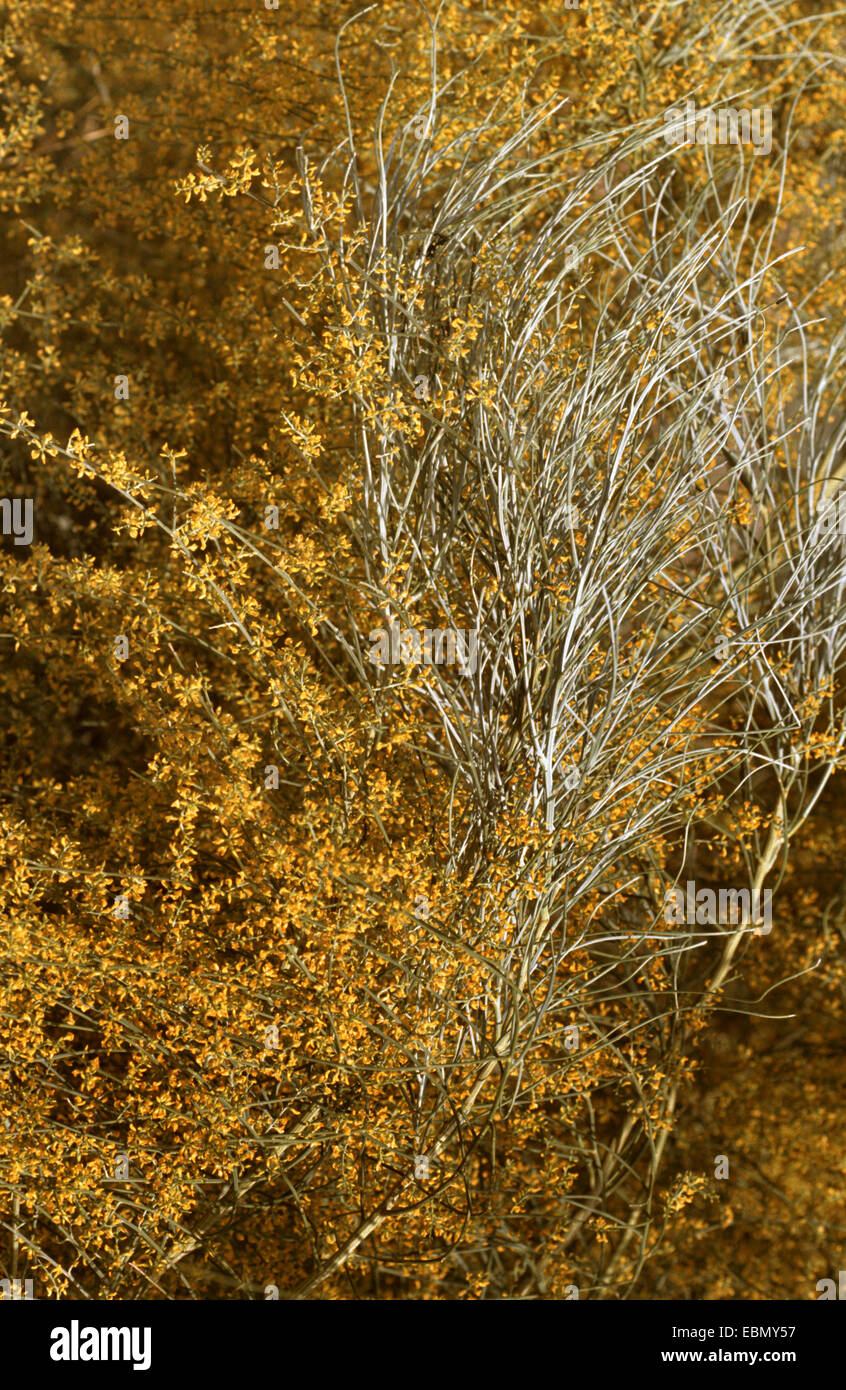 Retama hi-res stock photography and images - Alamy