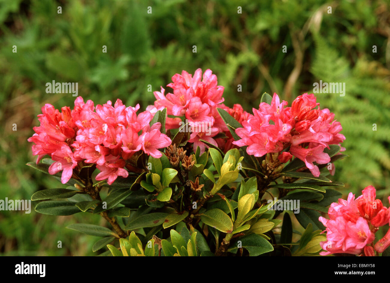 rust-leaved alpine rose (Rhododendron ferrugineum), blooming Stock ...
