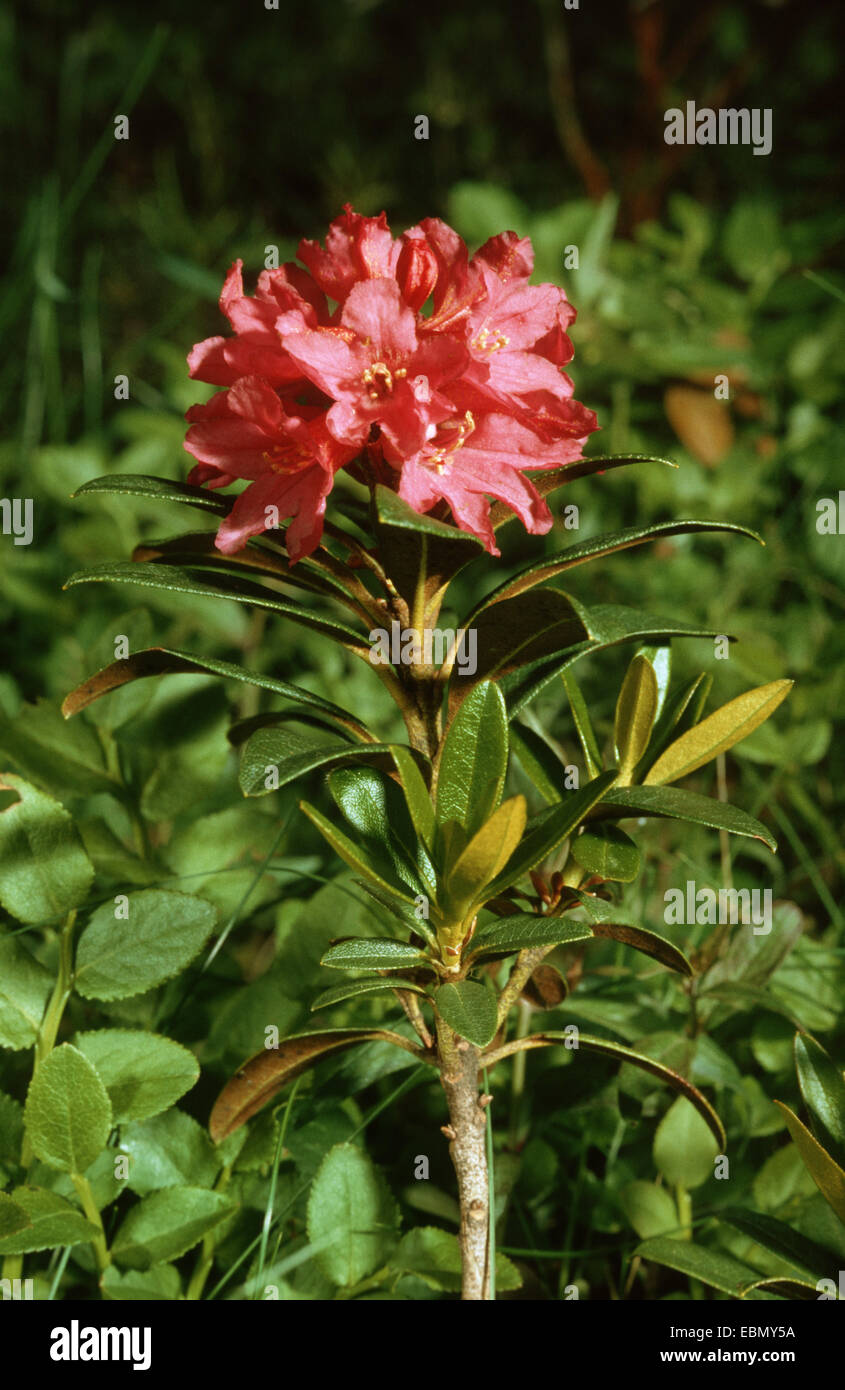 Rhododendron ferrugineum hi-res stock photography and images - Alamy