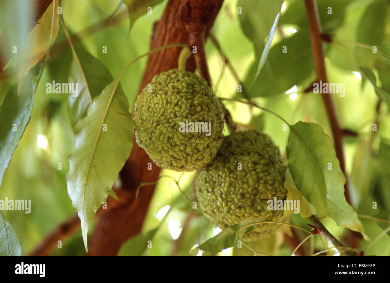 osage orange (Maclura pomifera), with fruits Stock Photo - Alamy