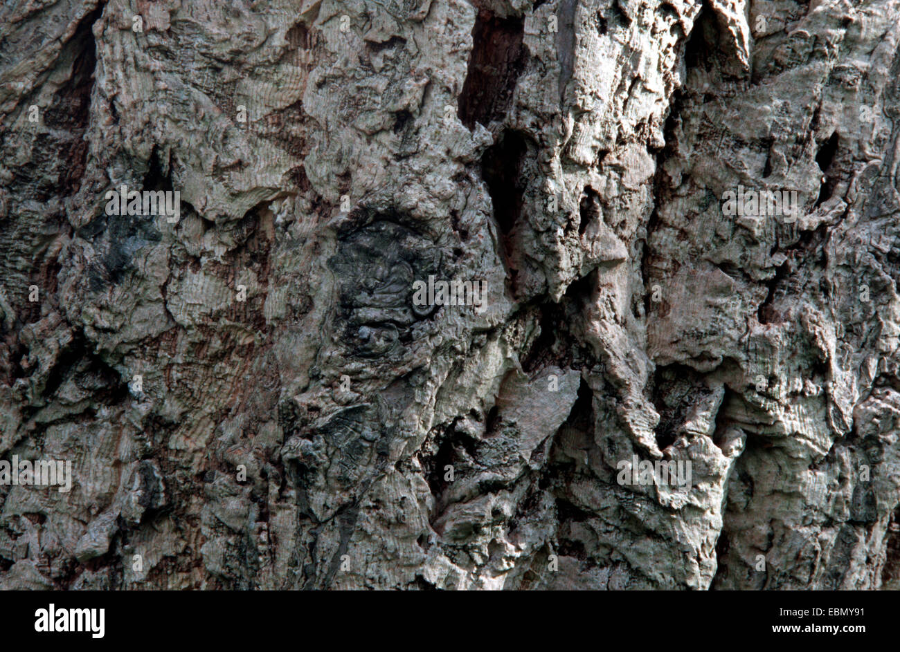 Chinese Cork Oak (Quercus variabilis), bark Stock Photo - Alamy