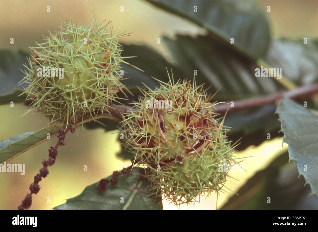 Spanish chestnut, sweet chestnut (Castanea sativa), fruits at a branch ...
