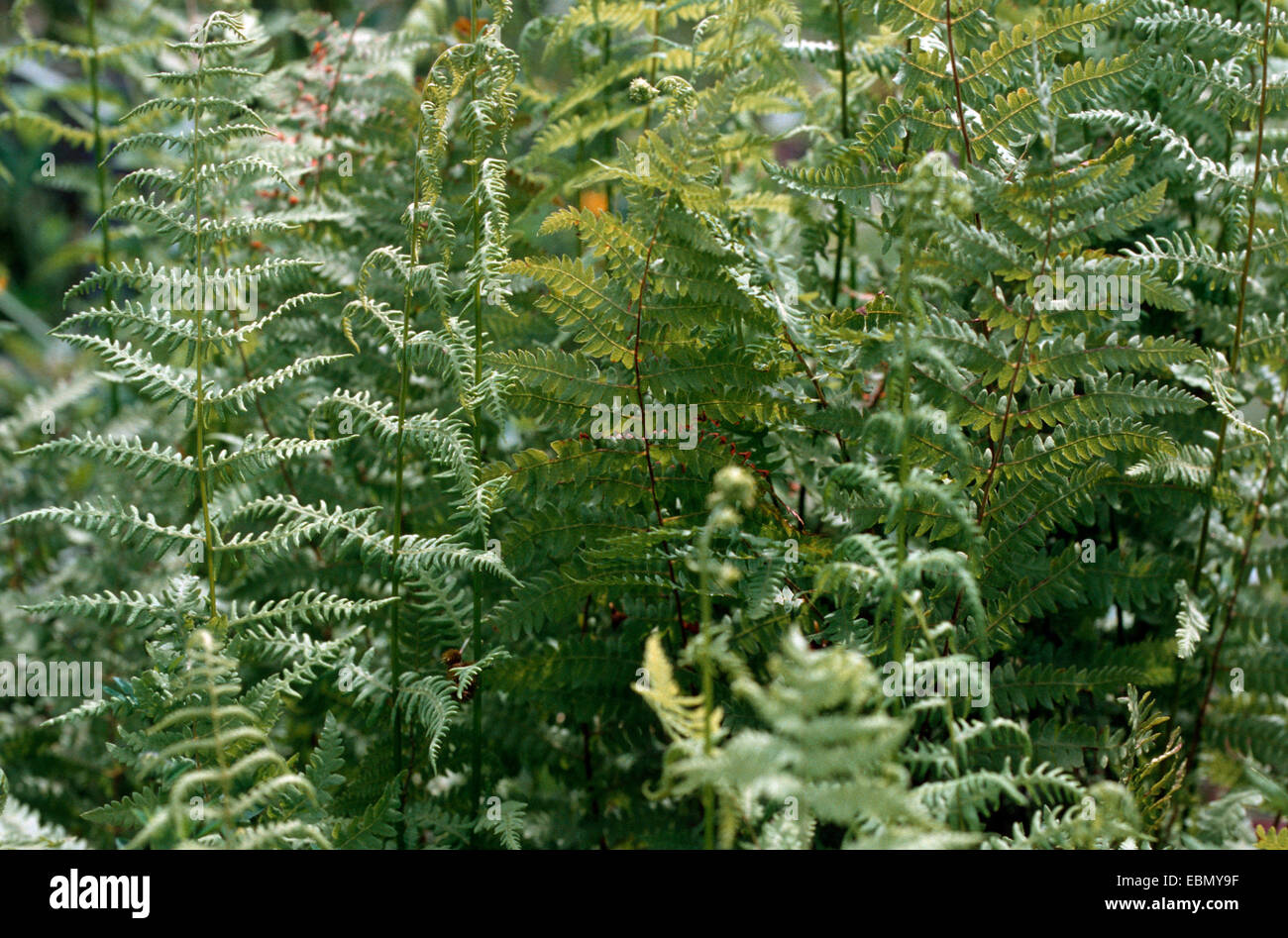 Thelypteris thelypteris hi-res stock photography and images - Alamy