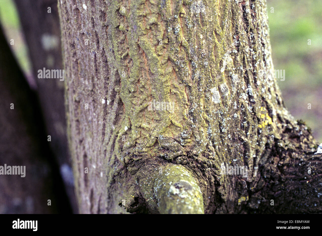Dogwood Tree Trunk High Resolution Stock Photography and Images - Alamy