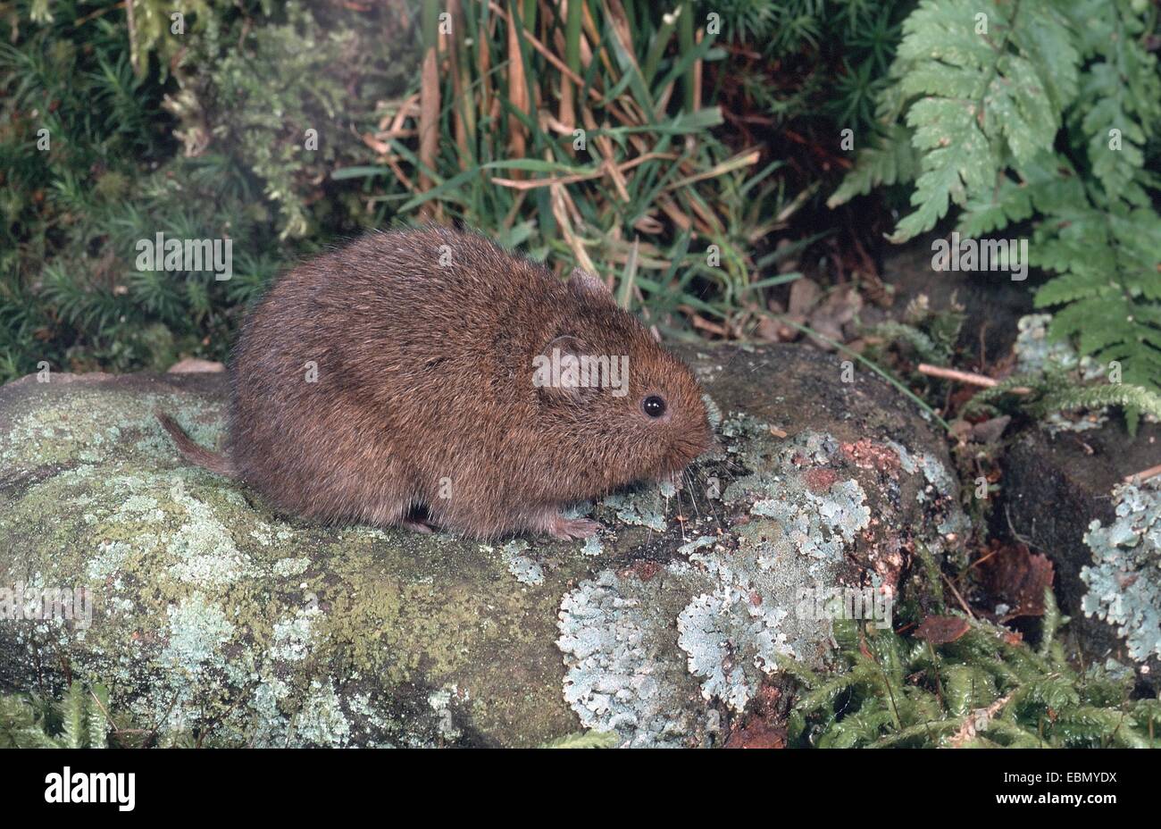 common vole (Microtus arvalis), on a stone, Germany Stock Photo - Alamy