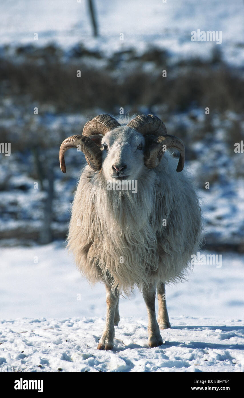 Skudde, Skudde sheep (Ovis ammon f. aries), old breed Stock Photo - Alamy
