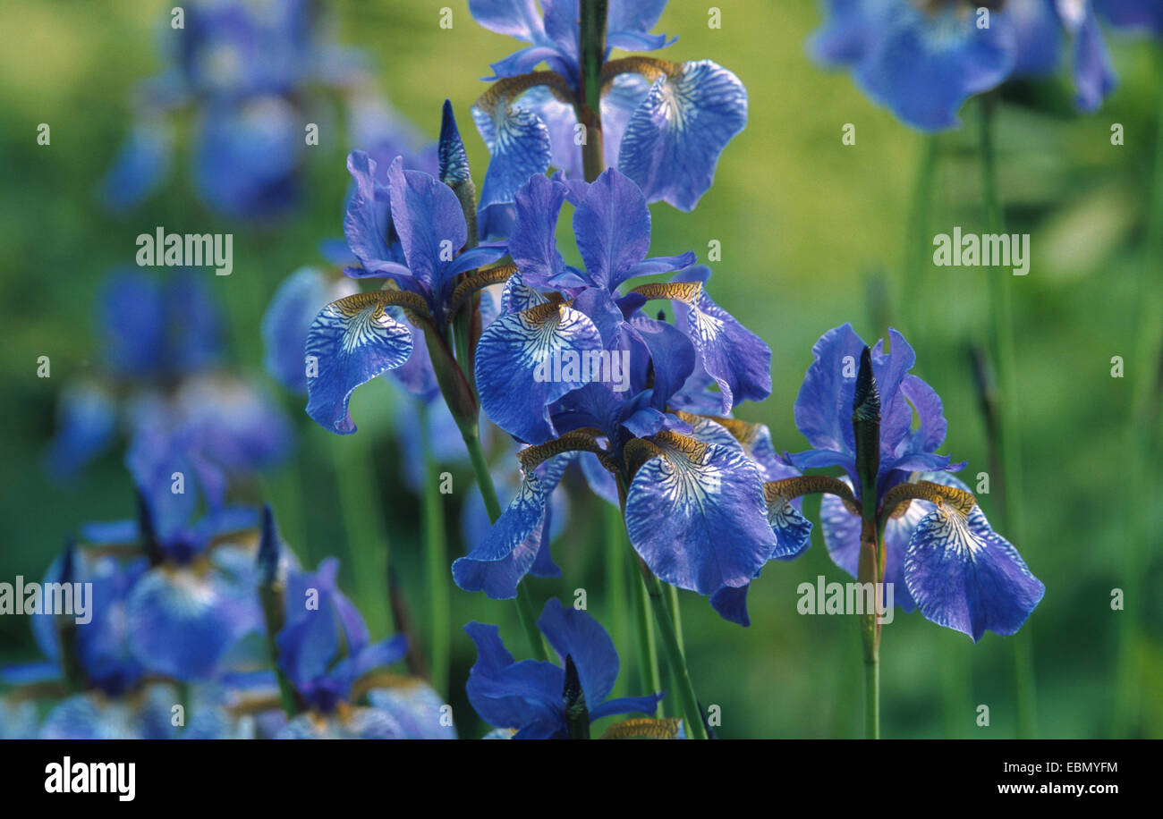 Plants flowering hi-res stock photography and images - Alamy