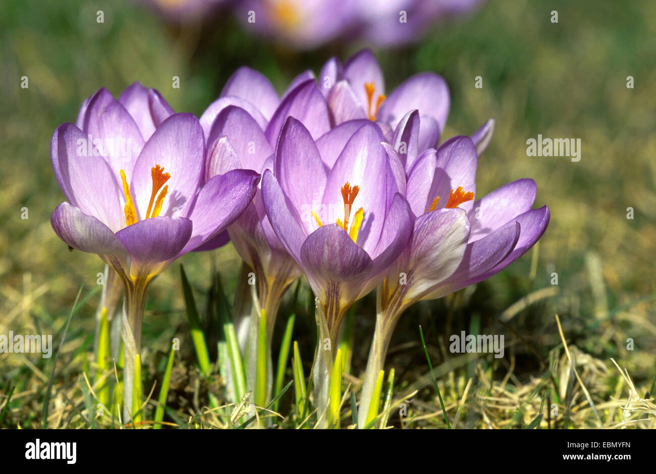 Family of the iris plants iridaceae hi-res stock photography and images ...