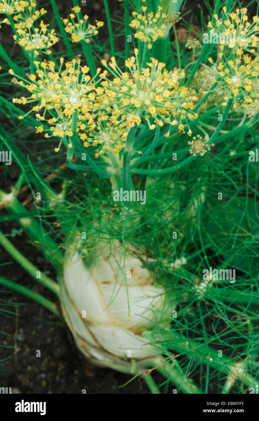 florence fennel (Foeniculum vulgare var. azoricum), blooming plant with ...