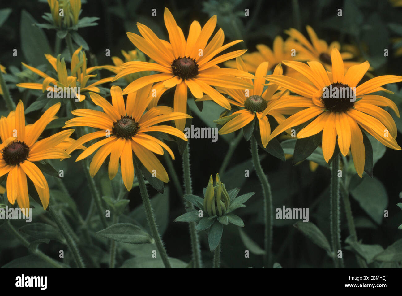 Rudbeckia Speciosa High Resolution Stock Photography and Images - Alamy