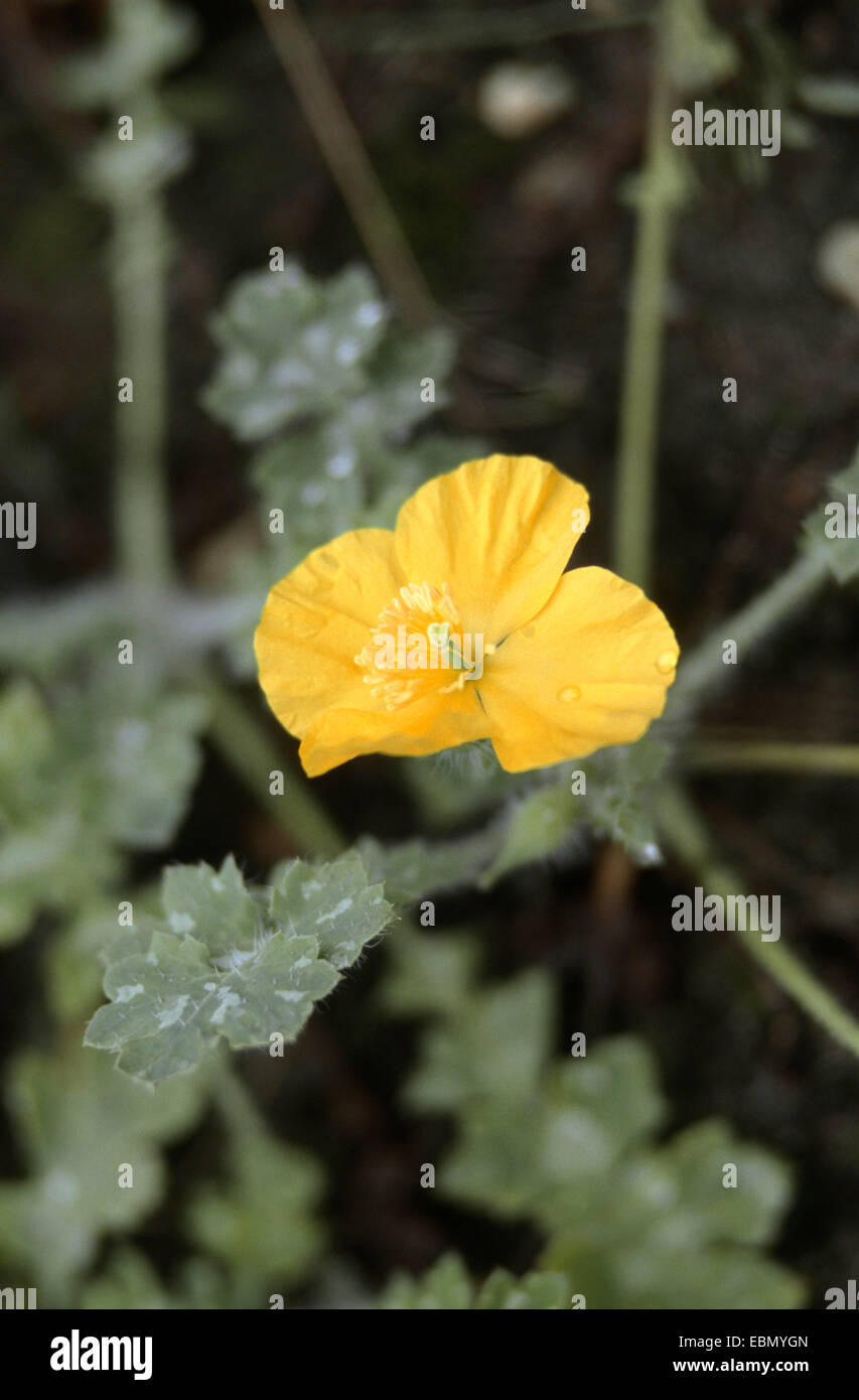 Eastern horned poppy (Dicranostigma trachelianum), blooming Stock Photo ...