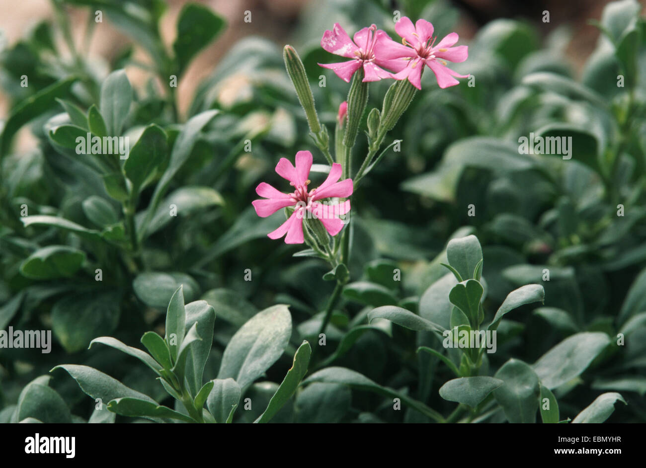 Silene Fruticosa Silene Fruticosa Stock Photos & Silene Fruticosa ...