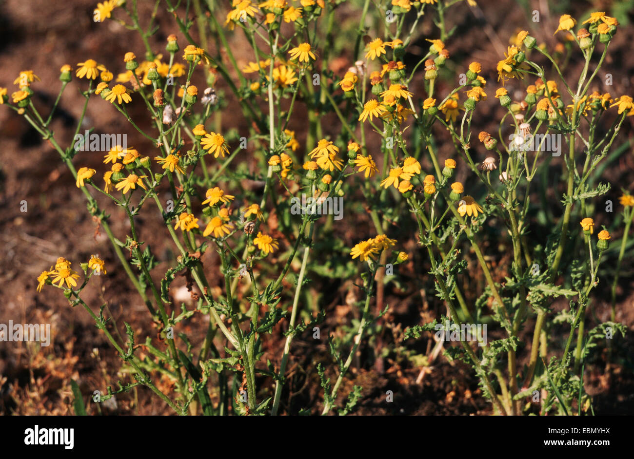 eastern groundsel, spring groundsel (Senecio vernalis), blooming plants ...