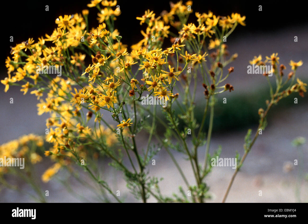 common ragwort, stinking willie, tansy ragwort, tansy ragwort (Senecio ...