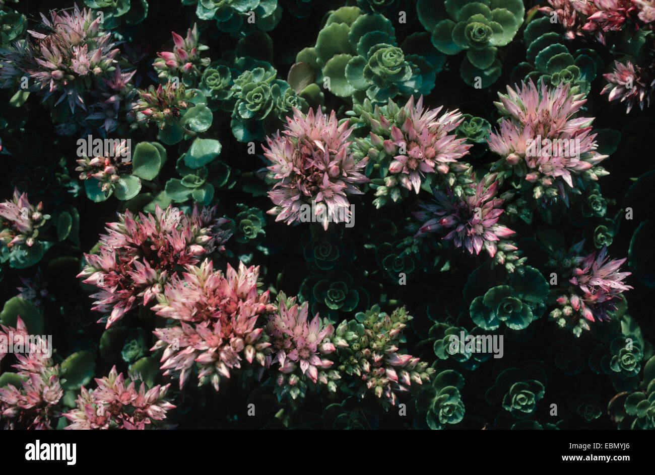 Caucasian stonecrop, two-row stonecrop (Sedum spurium), blooming plants ...