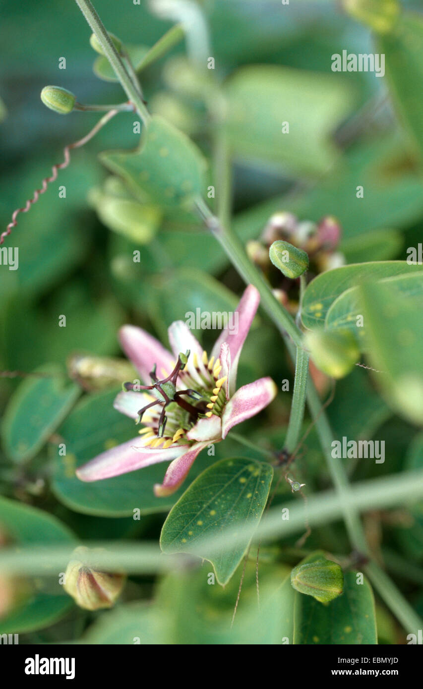 Flower Tendrils High Resolution Stock Photography and Images - Alamy