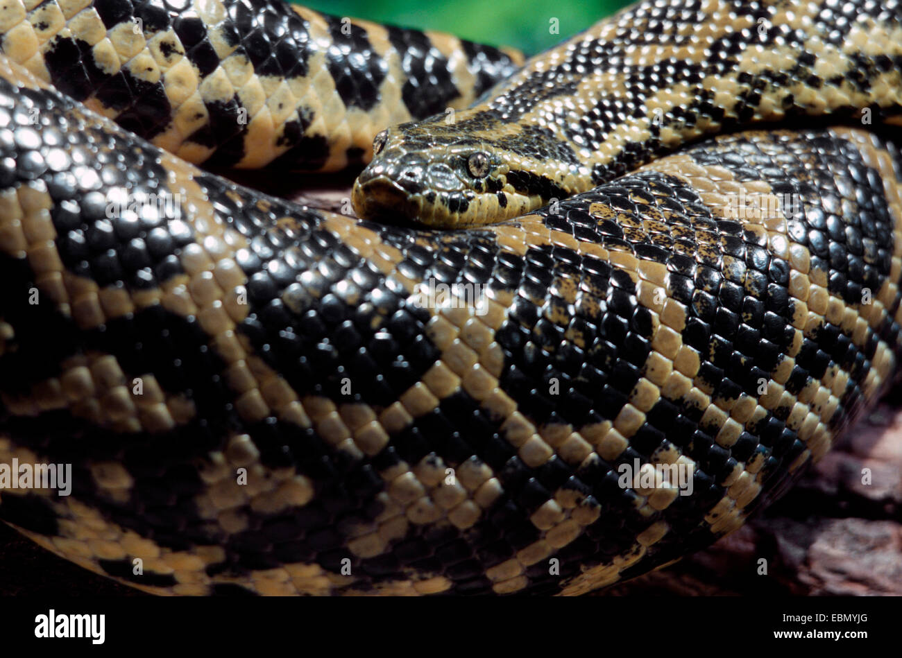 yellow anaconda (Eunectes notaeus), portrait Stock Photo - Alamy