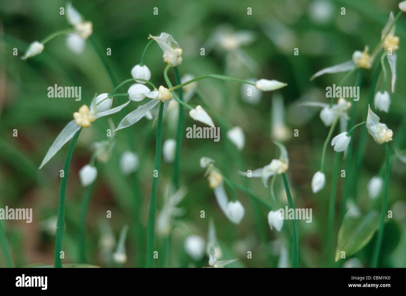 few-flowered leek (Allium paradoxum), blooming Stock Photo - Alamy