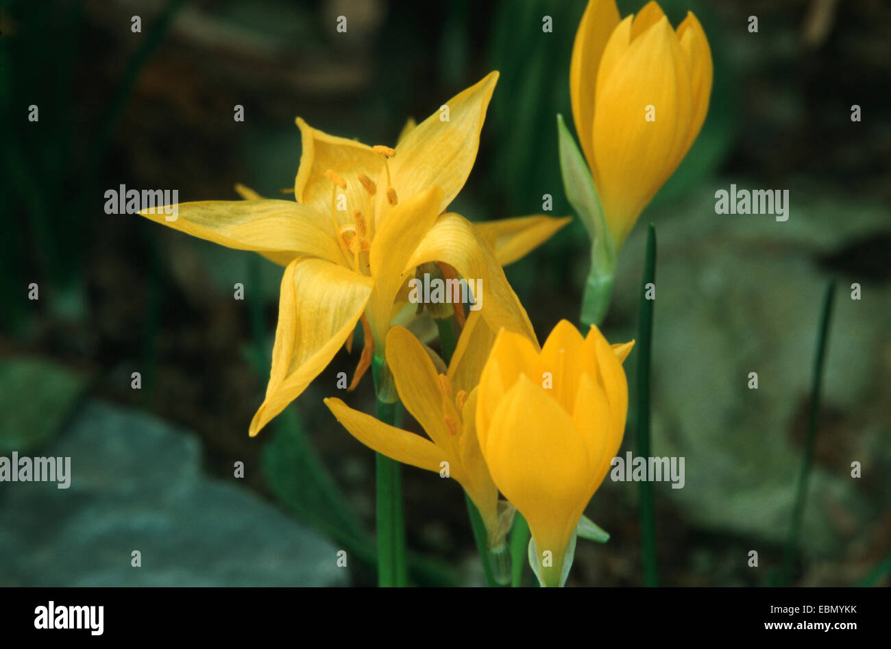 Yellow Autumn Crocus High Resolution Stock Photography and Images - Alamy