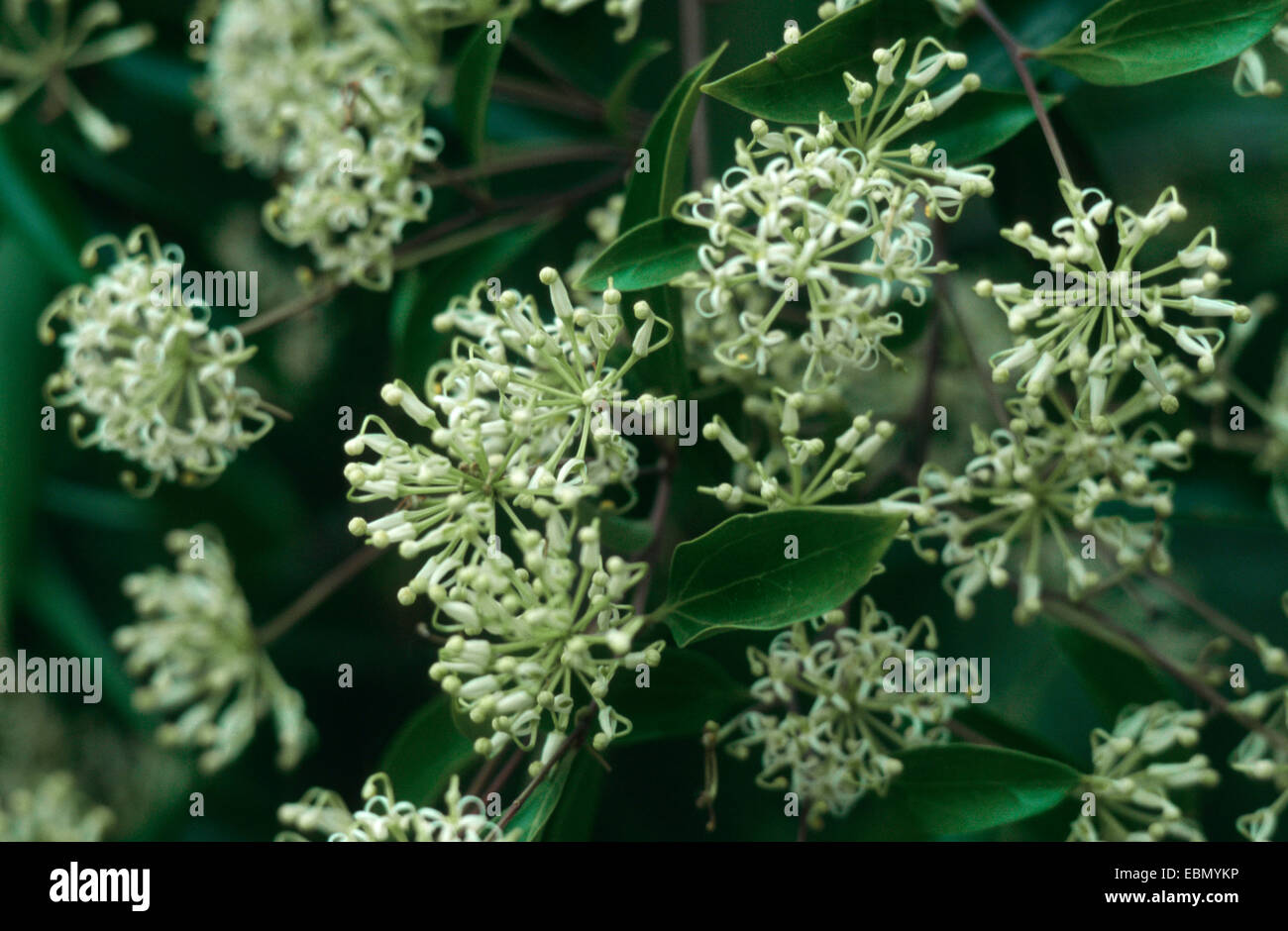 Scrub Beefwood, Beefwood, Red Silky Oak (Stenocarpus salignus ...