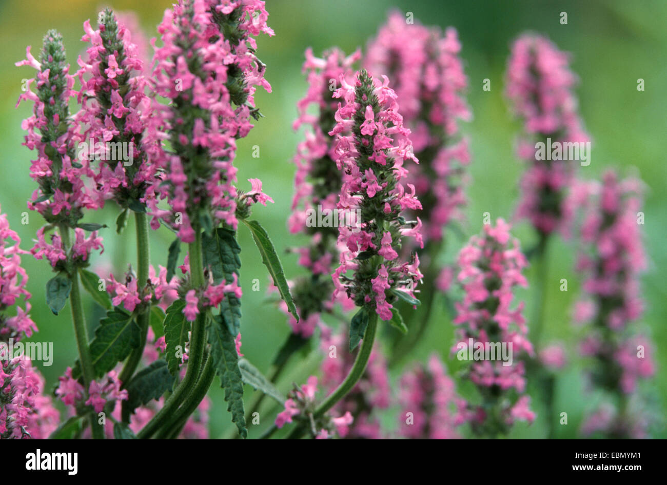 betony, wood betony (Betonica officinalis, Stachys officinalis ...