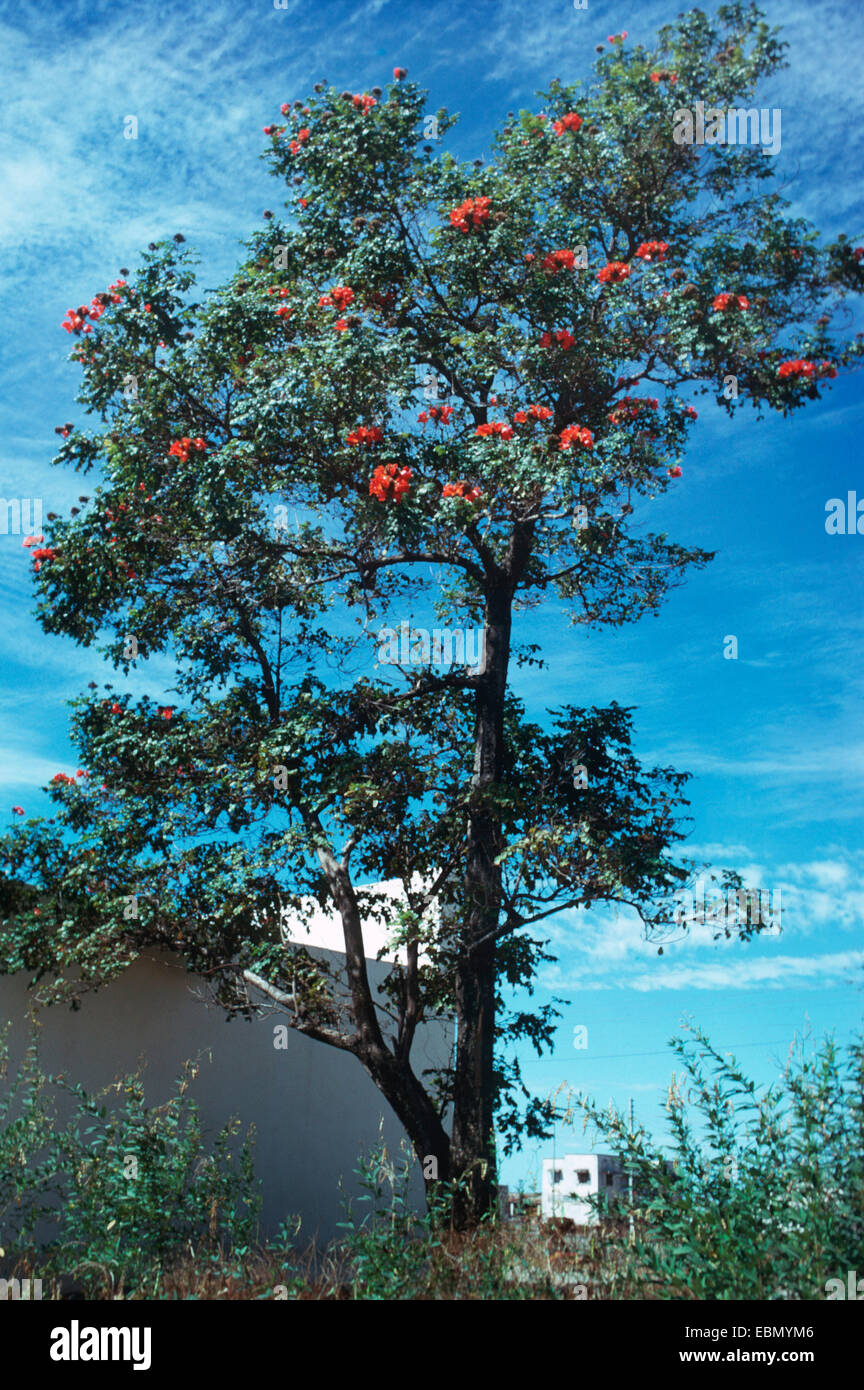 flame tree (Spathodea campanulata), blooming single tree Stock Photo ...