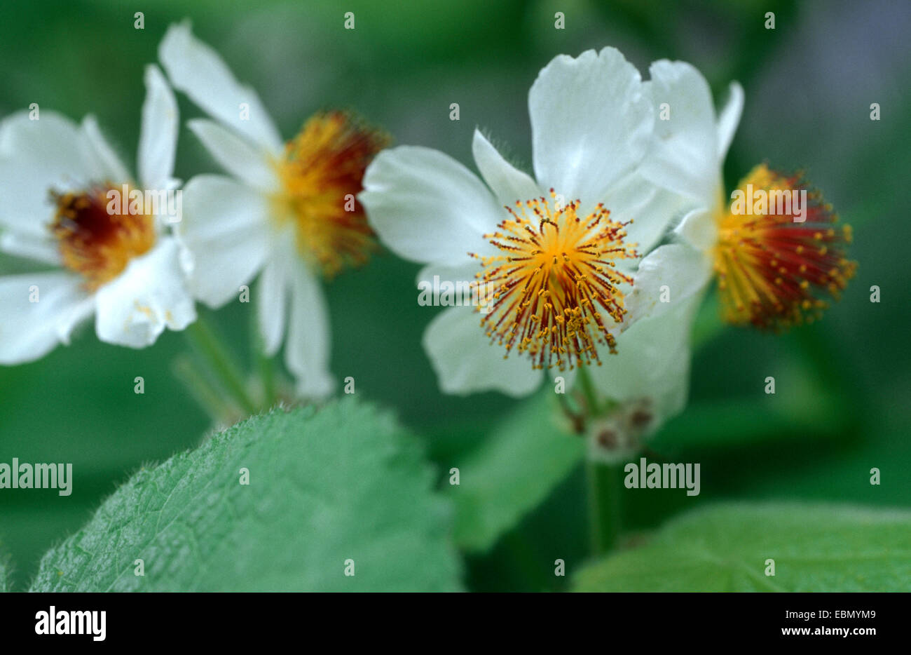 Variegated African Hemp, African Hemp (Sparrmannia africana), closeup ...