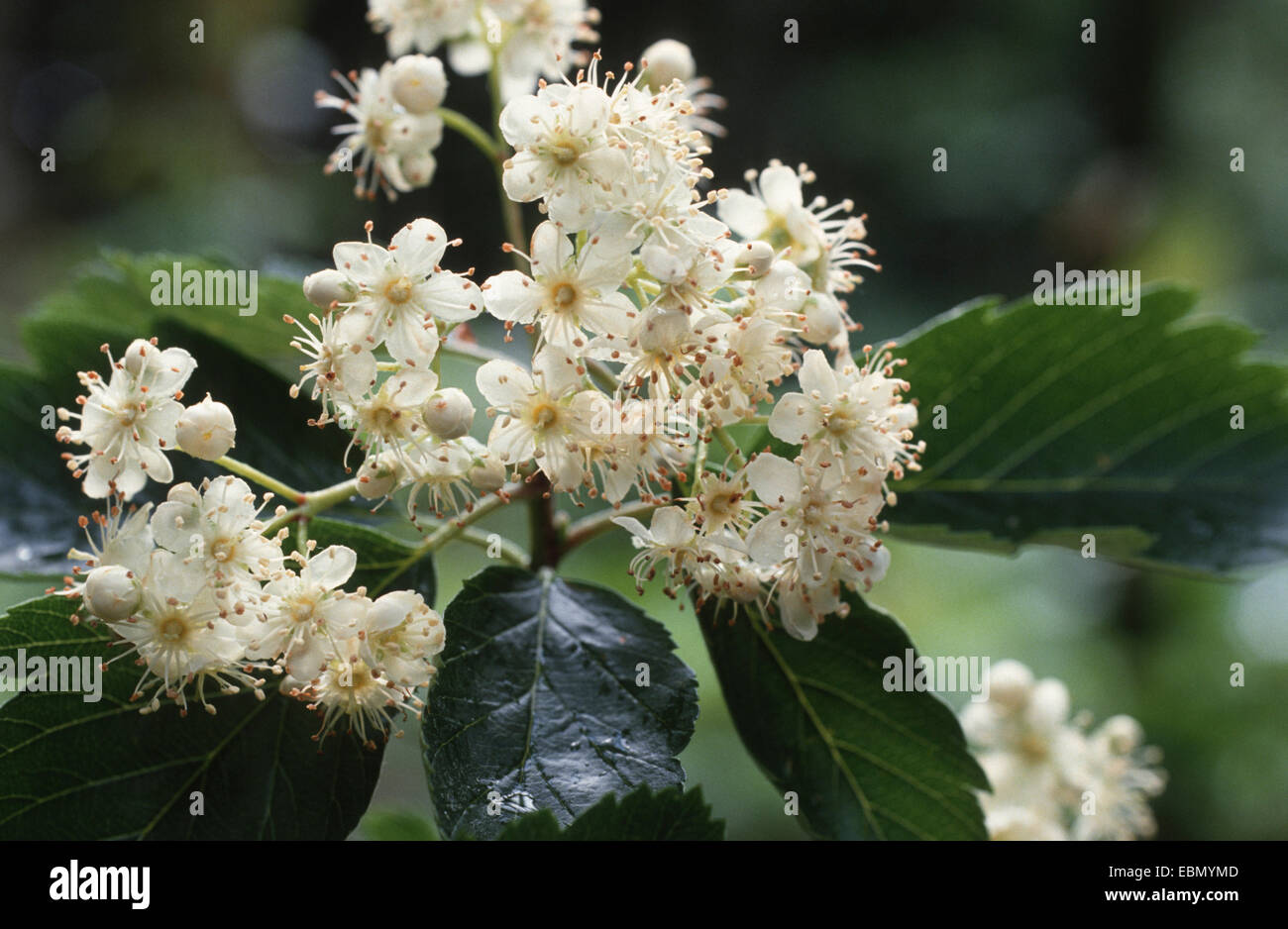 Swedish whitebeam (Sorbus intermedia), twig with blossoms Stock Photo ...