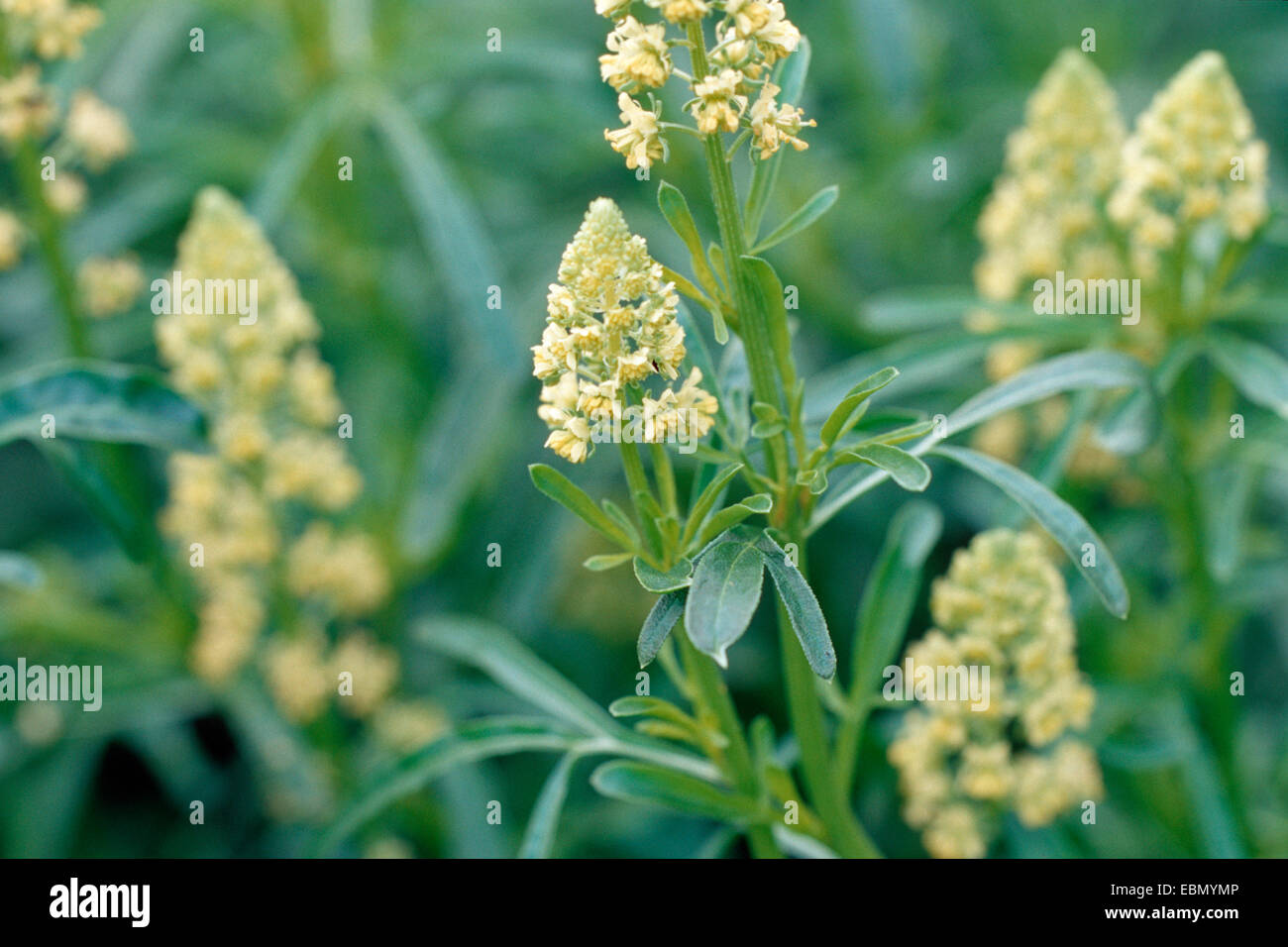 yellow mignonette, wild mignonette (Reseda lutea), blooming plant Stock ...