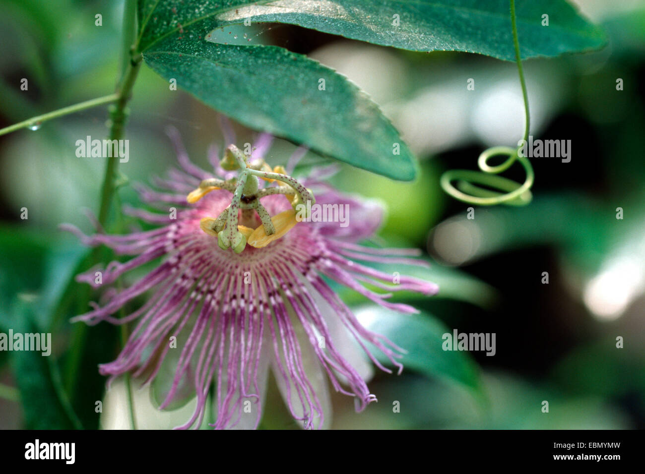 May Apple, May Pop (Passiflora incarnata), single blossom Stock Photo ...