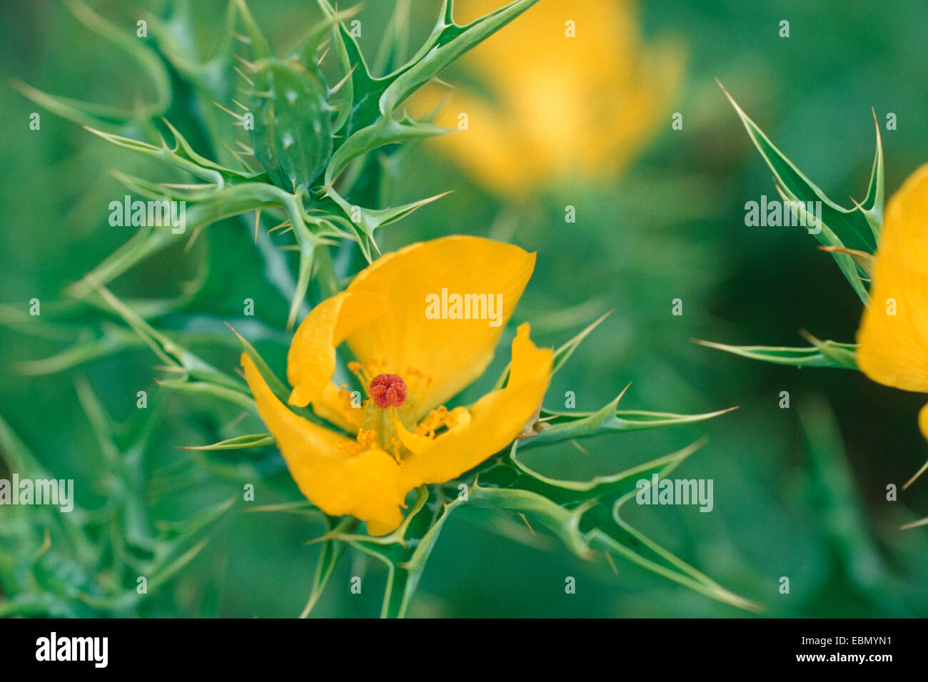 Mexican pricklepoppy, prickly poppy, Devil's fig, Devils fig, Mexican ...