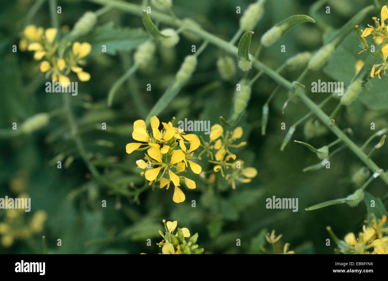 white mustard (Sinapis alba), blooming and fruiting Stock Photo - Alamy