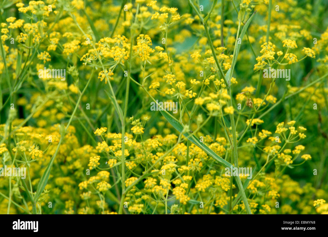 Sickle-leaved hare's-ear (Bupleurum falcatum), blooming Stock Photo - Alamy