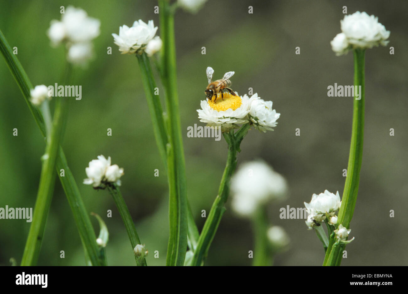 Winged everlasting (Ammobium alatum), blooming Stock Photo - Alamy