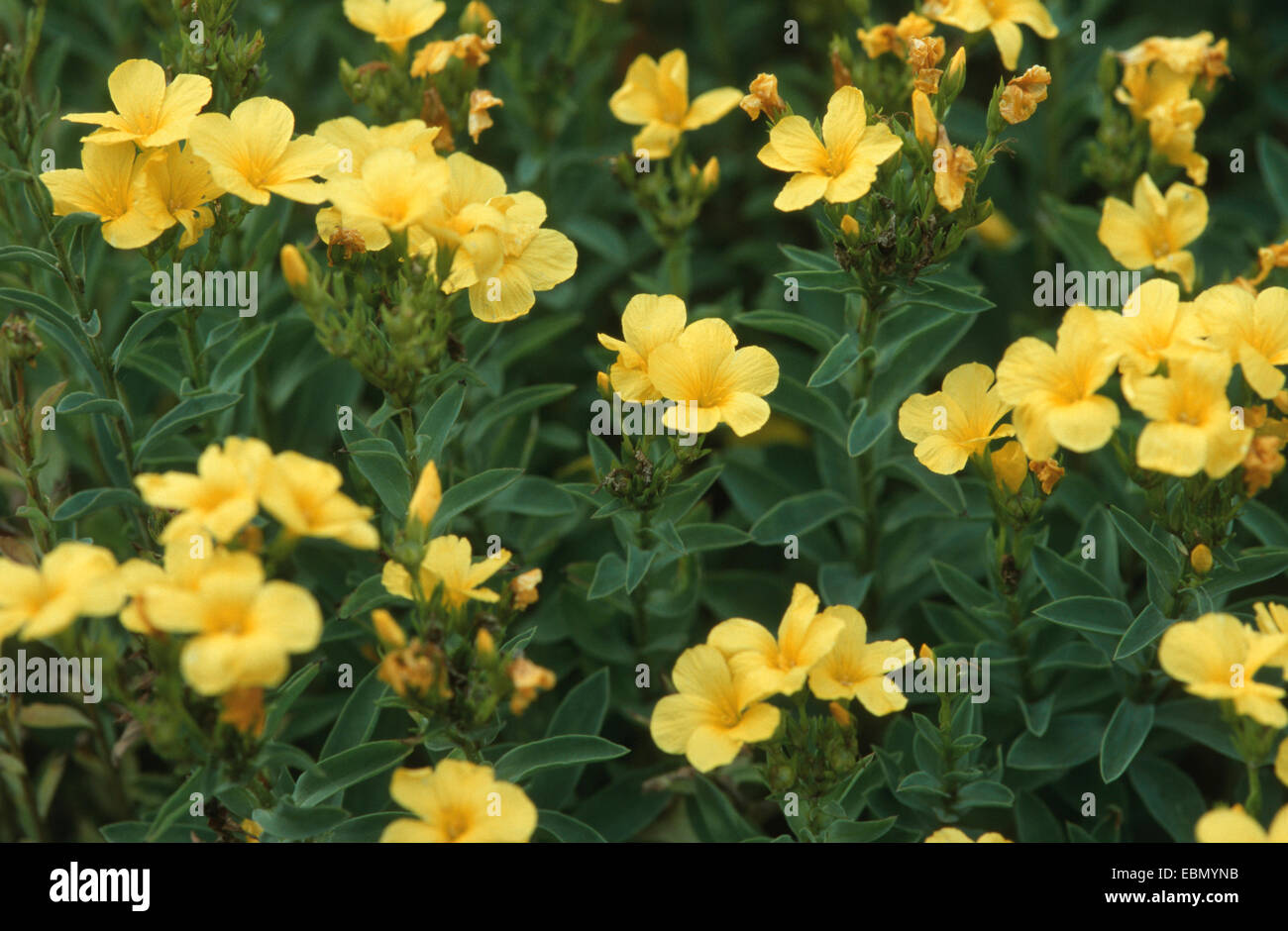 yellow flax (Linum flavum), blooming Stock Photo - Alamy