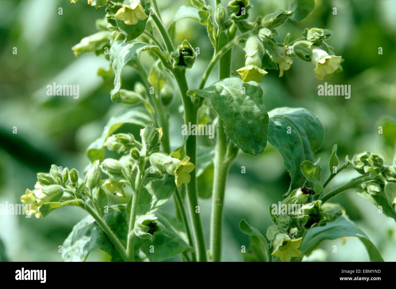Wild tobacco, Mapacho (Nicotiana rustica), blooming Stock Photo - Alamy