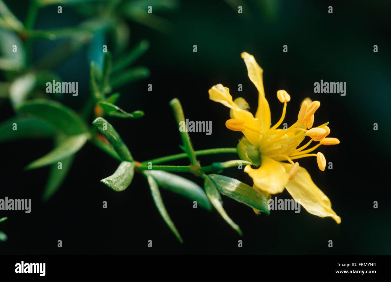 creosote bush (Larrea tridentata), flower, used against cancer Stock ...