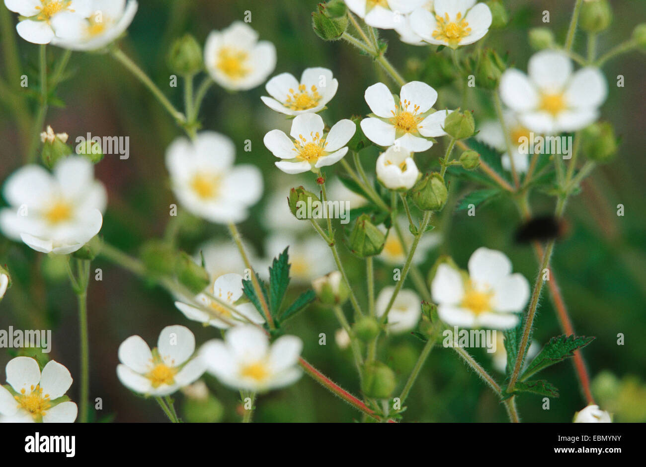 rock cinquefoil (Potentilla rupestris), blooming Stock Photo - Alamy