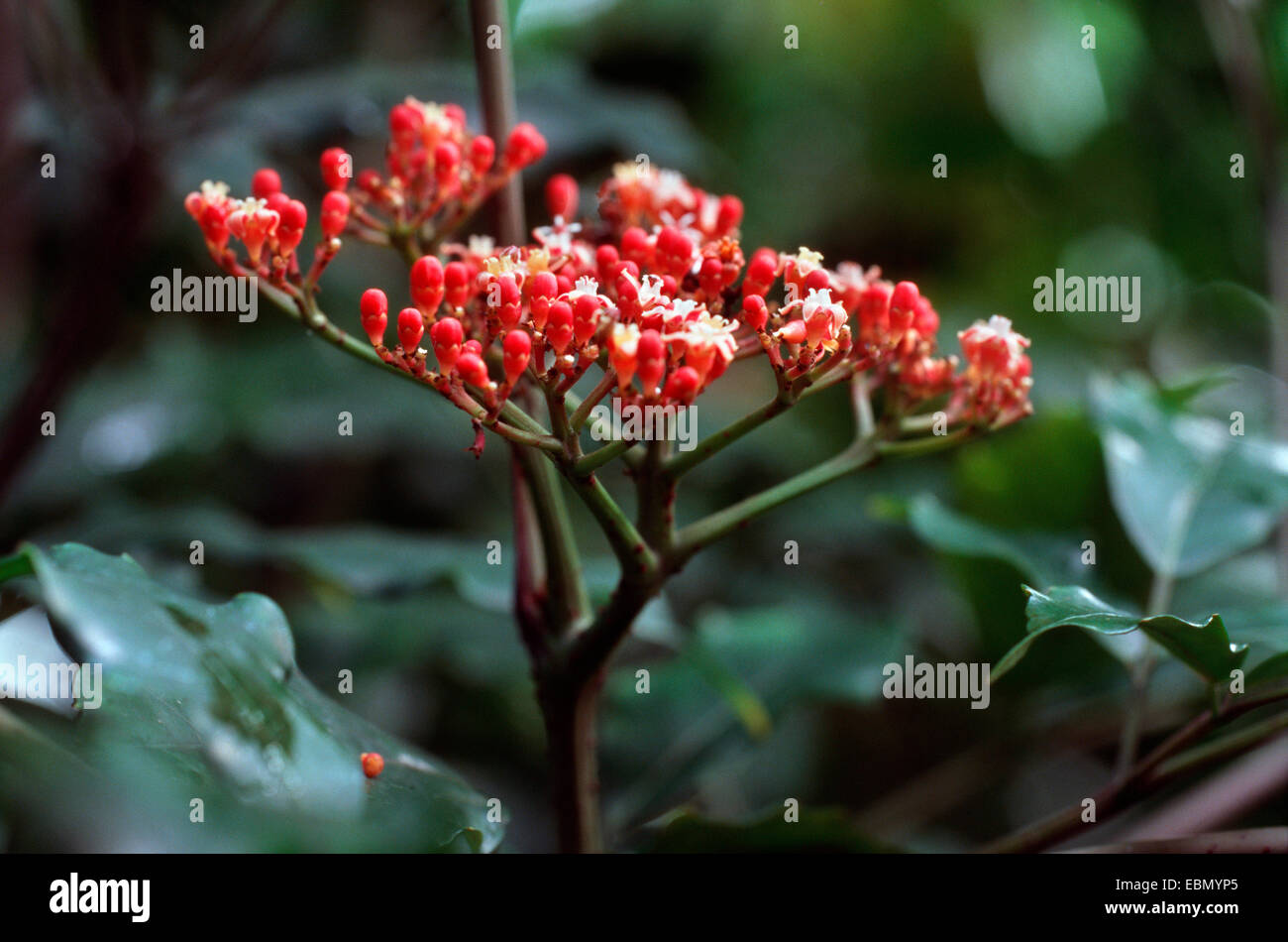 Leeaceae hi-res stock photography and images - Alamy