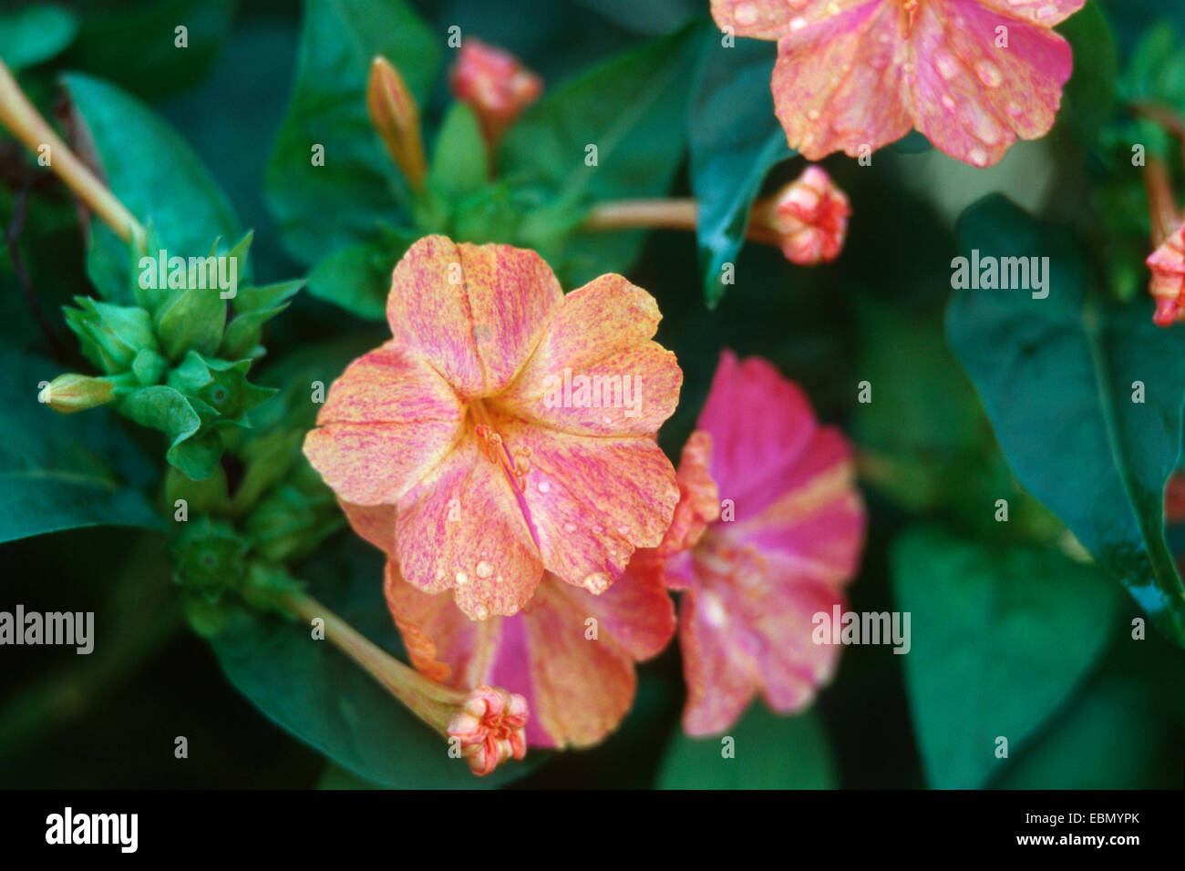 common four-o'clock, marvel of peru (Mirabilis jalapa), blooming Stock ...