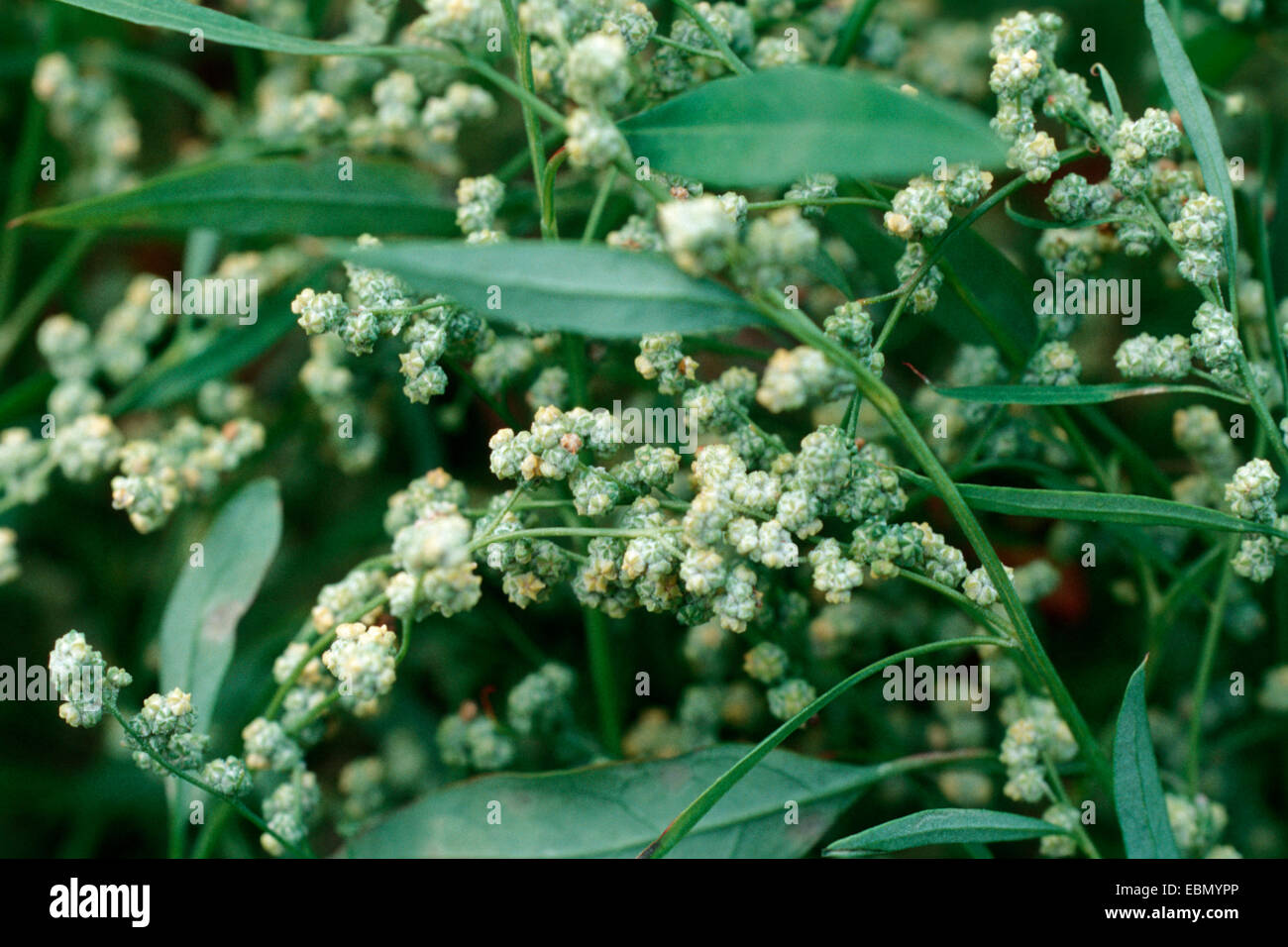 Quinoa plant hi-res stock photography and images - Alamy