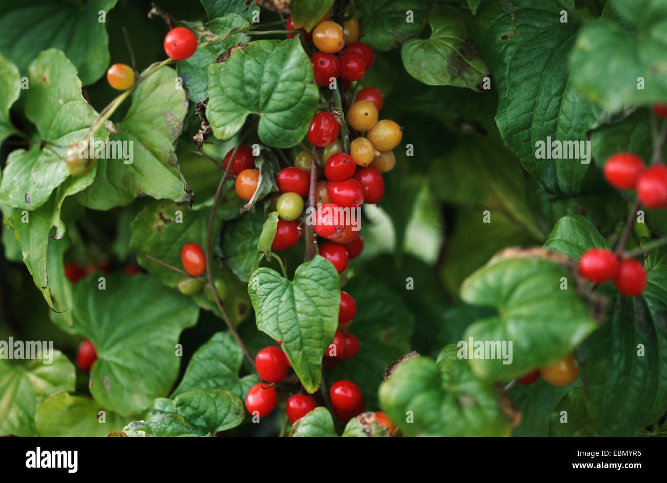 black bryony (Tamus communis), with fruits Stock Photo - Alamy