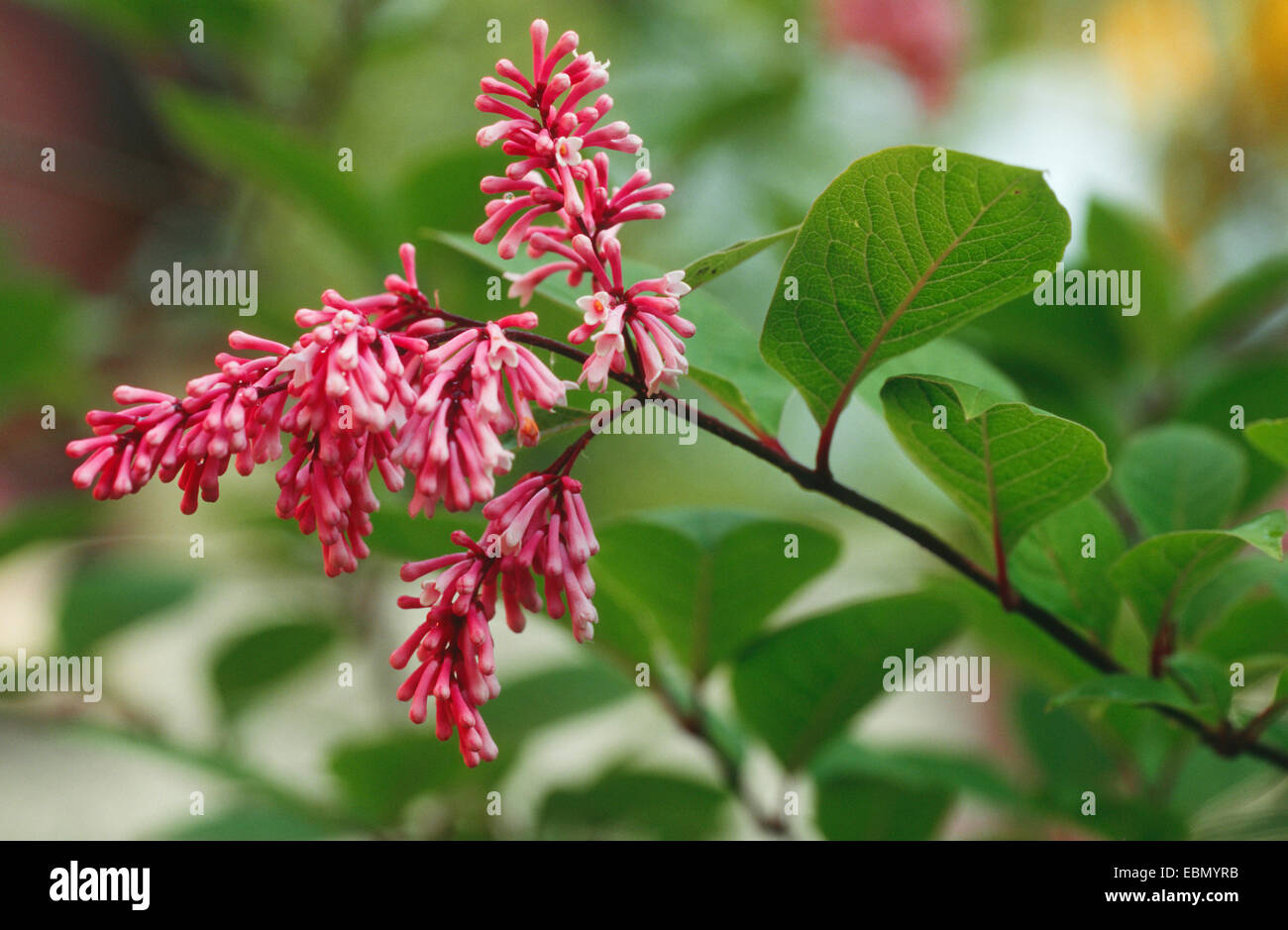 Preston's Lilac (Syringa x prestoniae, Syringa prestoniae Stock Photo ...