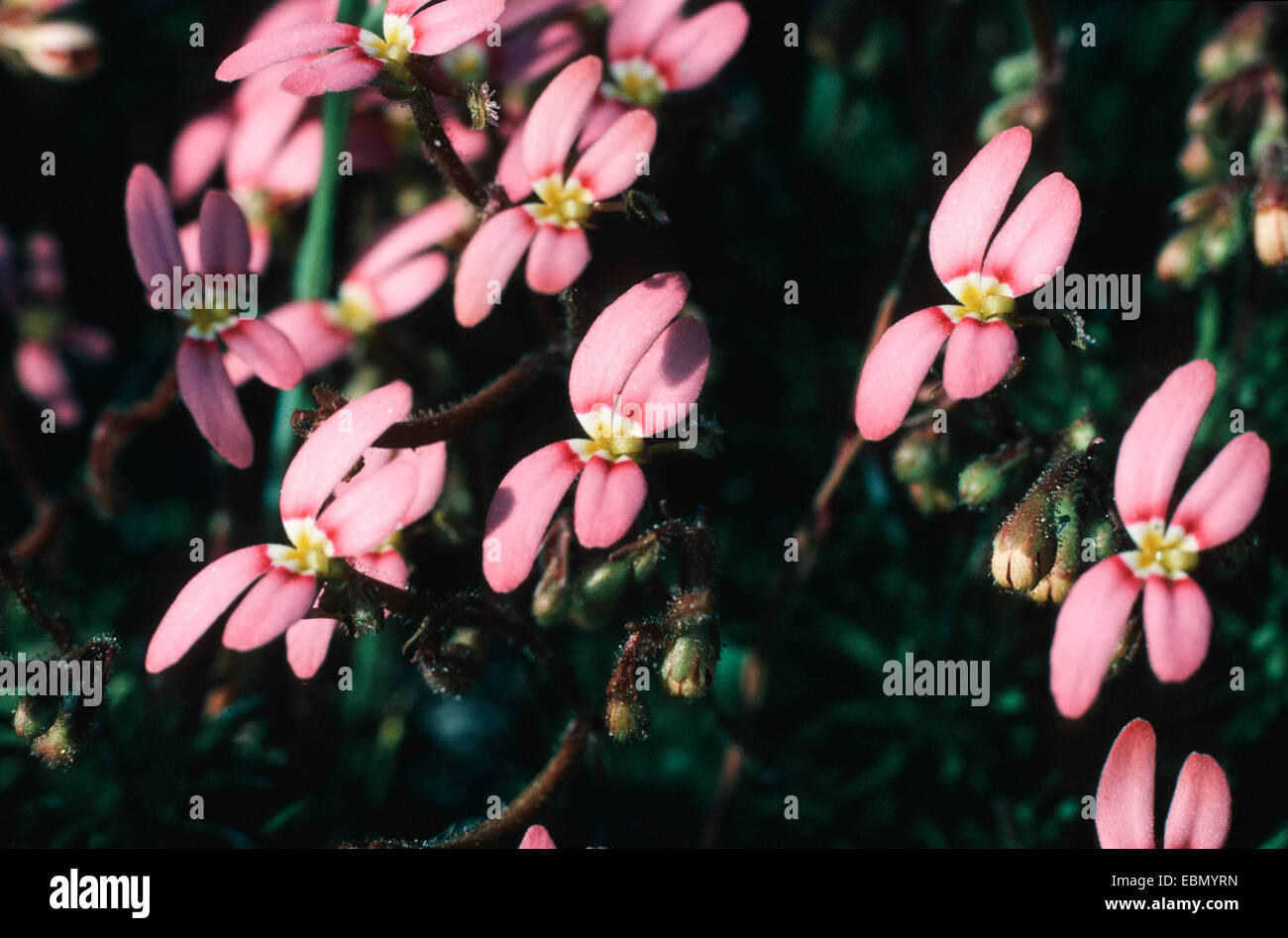 Grass triggerplant, Grass trigger plant (Stylidium bulbiferum ...