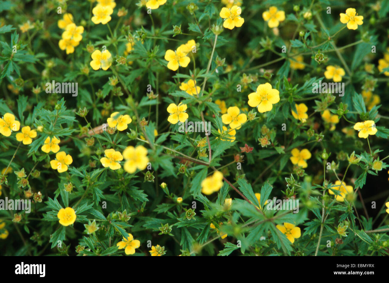 common tormentil (Potentilla erecta), blooming Stock Photo - Alamy