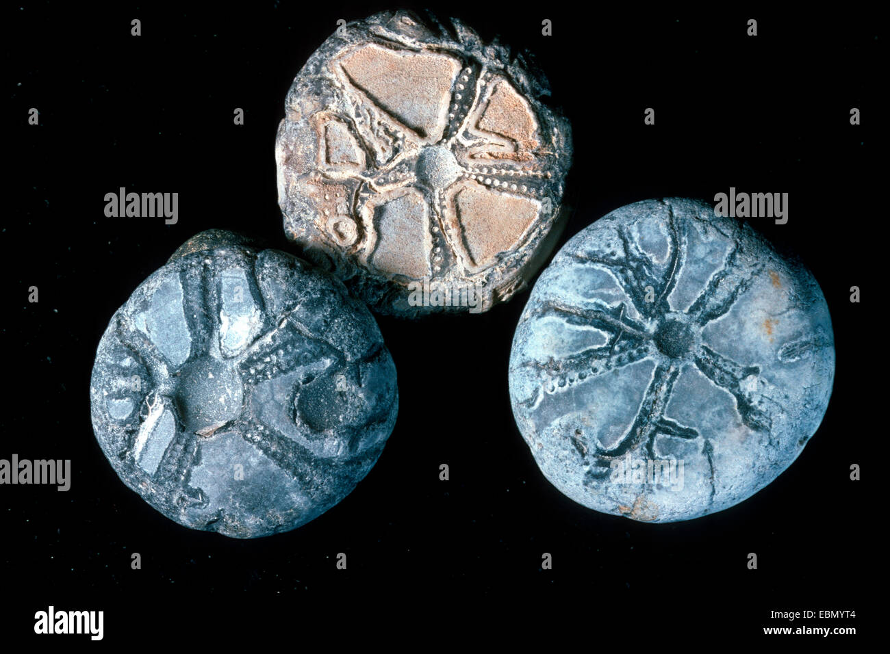 Echinoids hi-res stock photography and images - Alamy